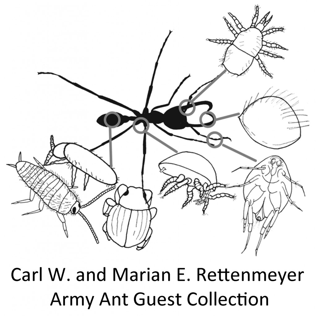 Resources | Biodiversity Research Collections