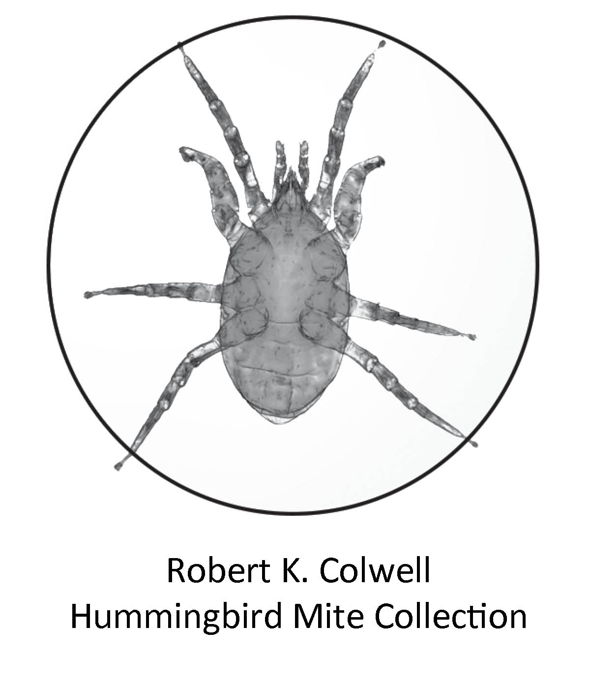 Hummingbird mite collection donated | Biodiversity Research Collections