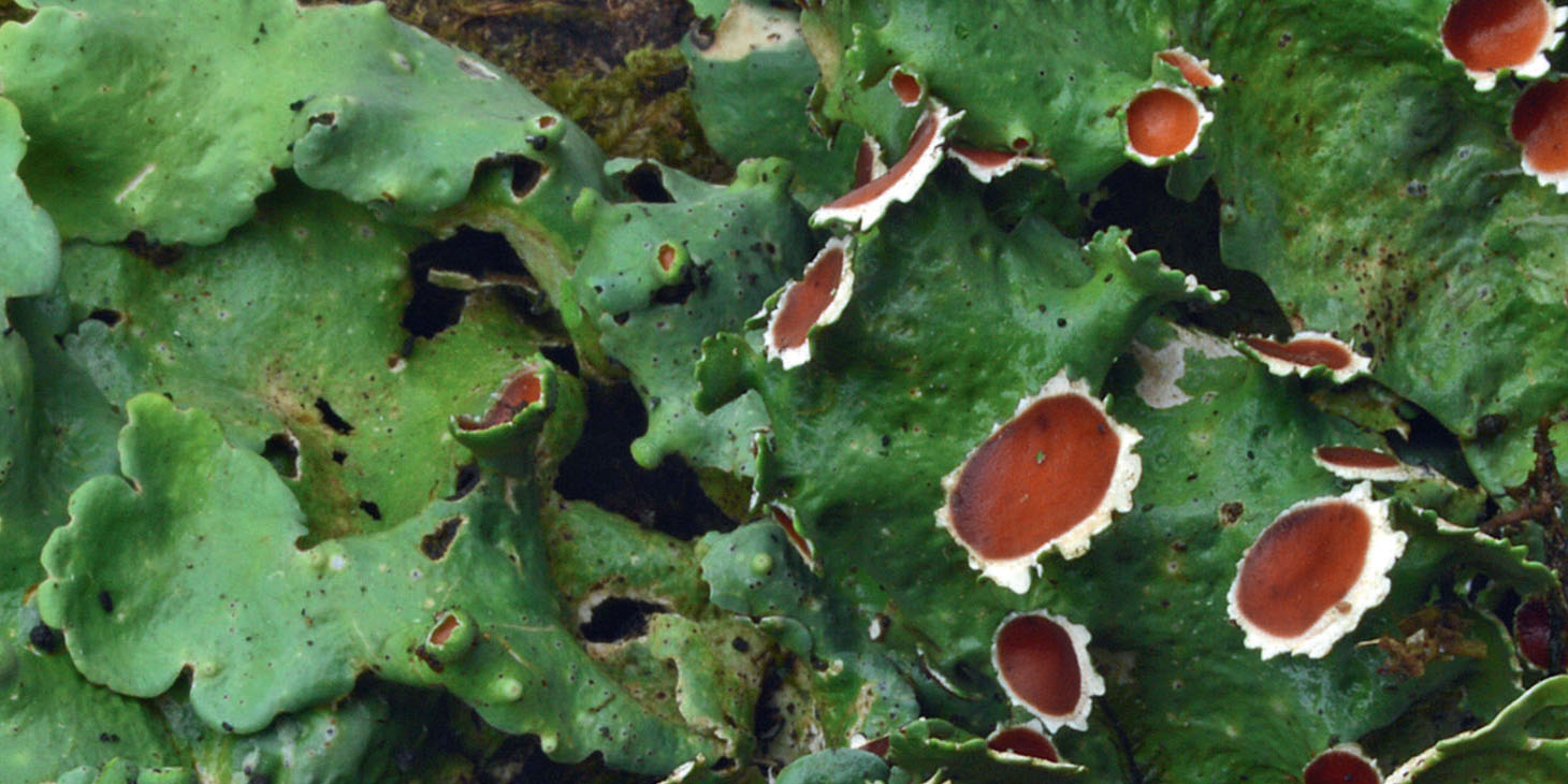 Two new publications on lichens | Biodiversity Research Collections